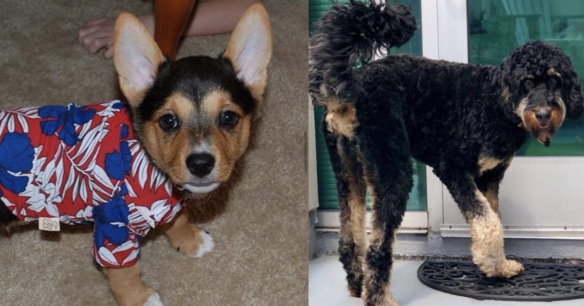 Untitled-Project (2) - Rottweiler Life