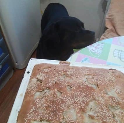 14 Pictures Of Rottweilers Eating Will Prove That They Never Miss A ...