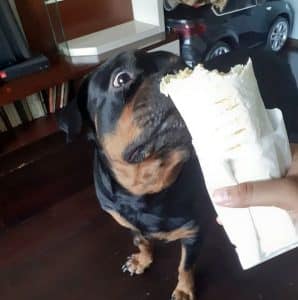 14 Pictures Of Rottweilers Eating Will Prove That They Never Miss A ...