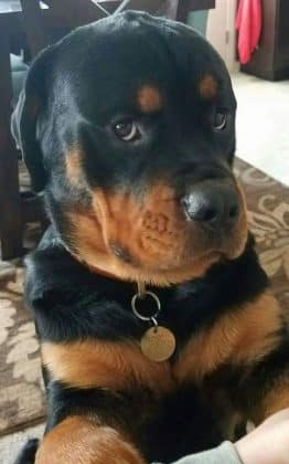 14 Signs Prove Rottweilers Are Plotting Your Murder - Rottweiler Life