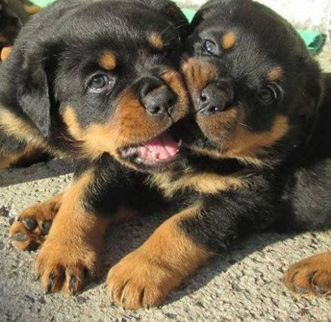 rottie-puppies-1 - Rottweiler Life