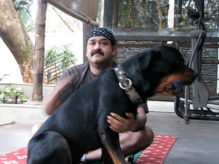 10 Celebrities Own Rottweiler Dogs - Rottweiler Life