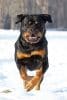 14 Signs Rottweilers Are Flying Dogs! | Rottweiler Life