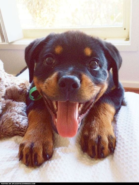 rottweiler-puppy-smile - Rottweiler Life