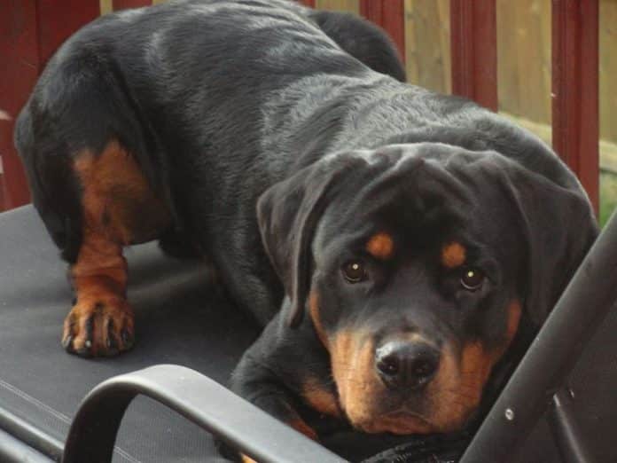 14 Signs Prove Rottweilers Are Plotting Your Murder - Rottweiler Life