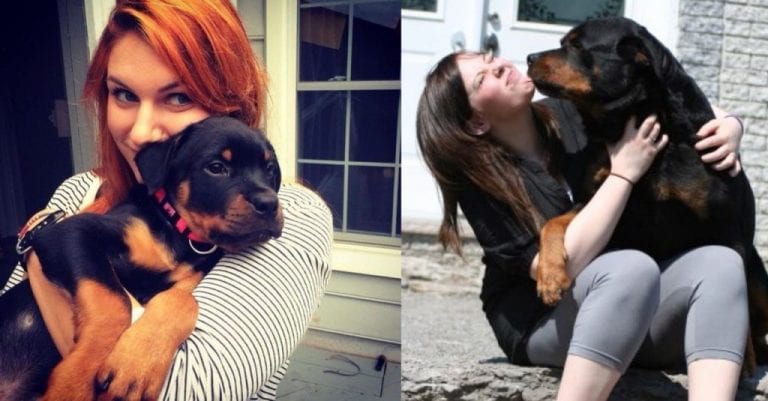 8 Weird Things We Do As Rottweiler Parents - Rottweiler Life