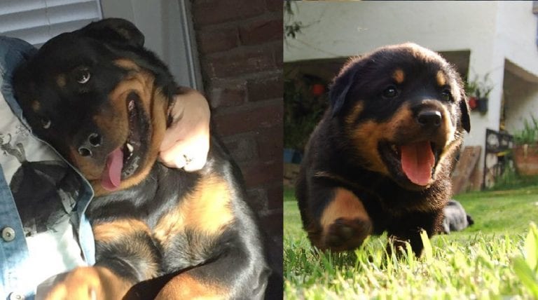16 Signs You’re An Overprotective Rottweiler Parent - Rottweiler Life