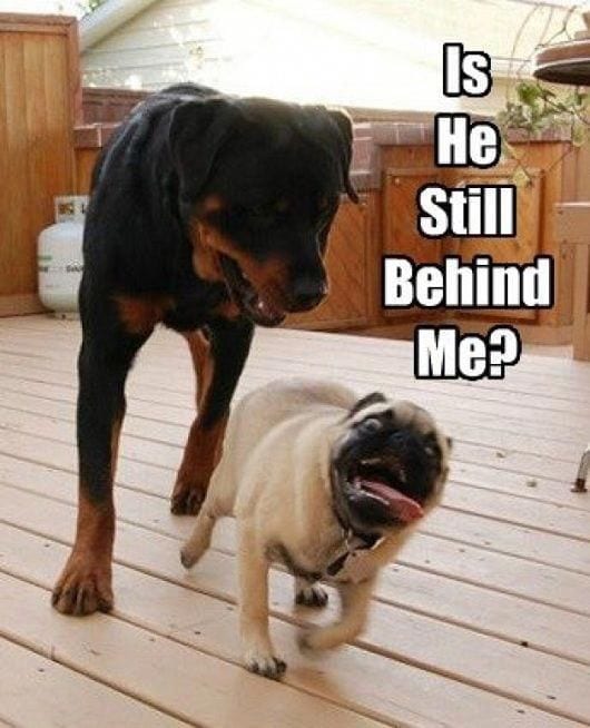 Funny Rottweiler Memes - Rottweiler Life