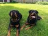 16 Signs You’re An Overprotective Rottweiler Parent - Rottweiler Life