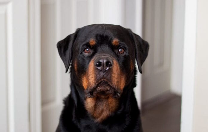 370 Rottweiler Names – Popular Male and Female Names - Rottweiler Life