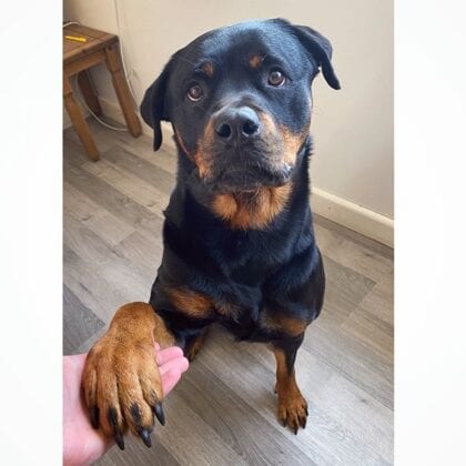 Science proved you and your Rotweiller fall in love when you look in ...