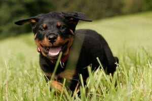 9 Stranger Ways Your Rottweiler Express Their Undying Love For You ...