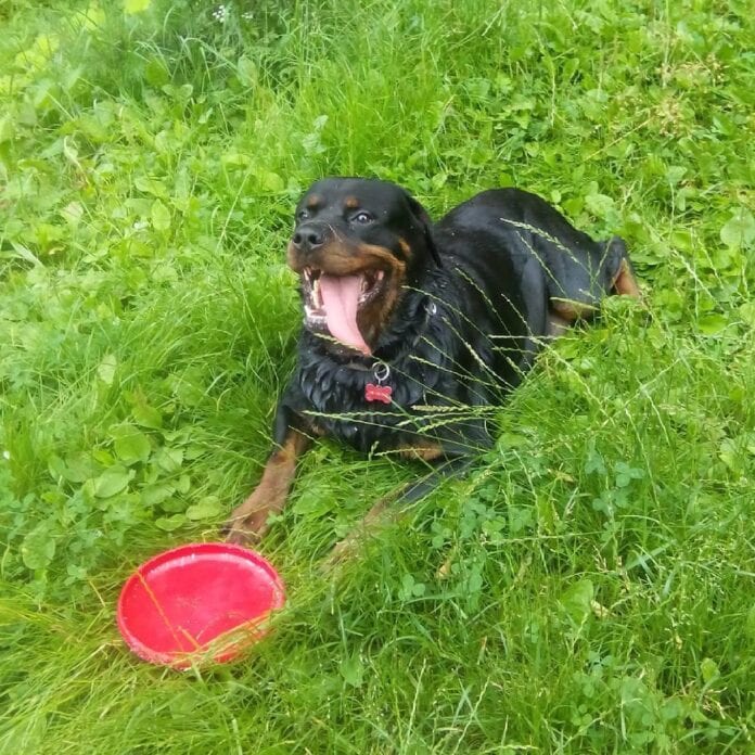 10 Charming Rottweilers That Just Want To Play - Rottweiler Life