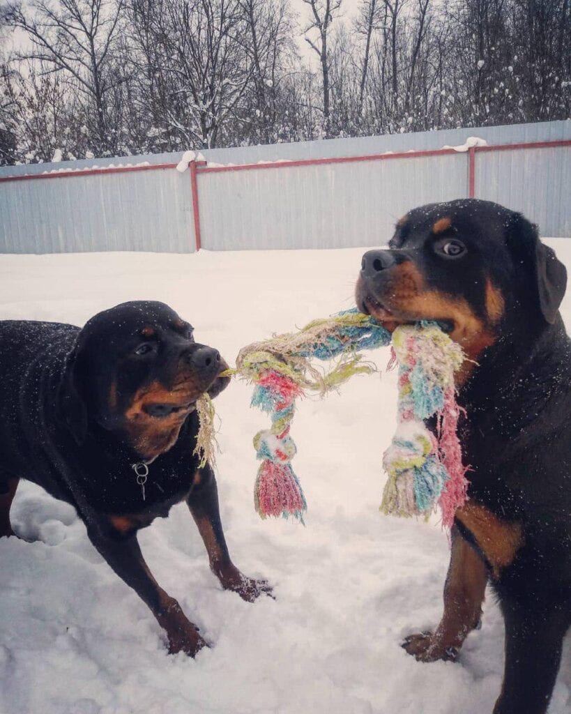 10 Charming Rottweilers That Just Want To Play - Rottweiler Life