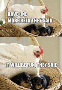 12 Funny Rottweiler Memes To Make Your Day! | Rottweiler Life