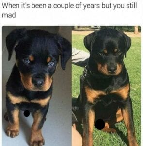 12 Funny Rottweiler Memes To Make Your Day! | Rottweiler Life