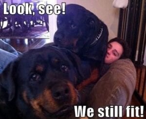 12 Funny Rottweiler Memes To Make Your Day! | Rottweiler Life
