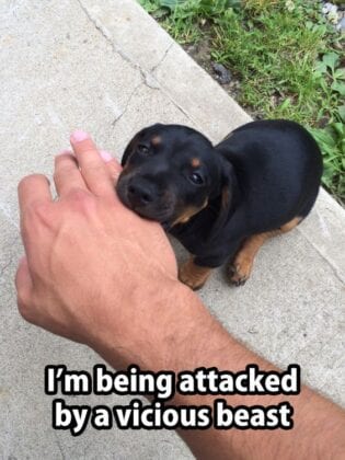 12 Funny Rottweiler Memes To Make Your Day! | Rottweiler Life