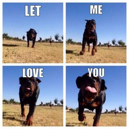 12 Funny Rottweiler Memes To Make Your Day! | Rottweiler Life