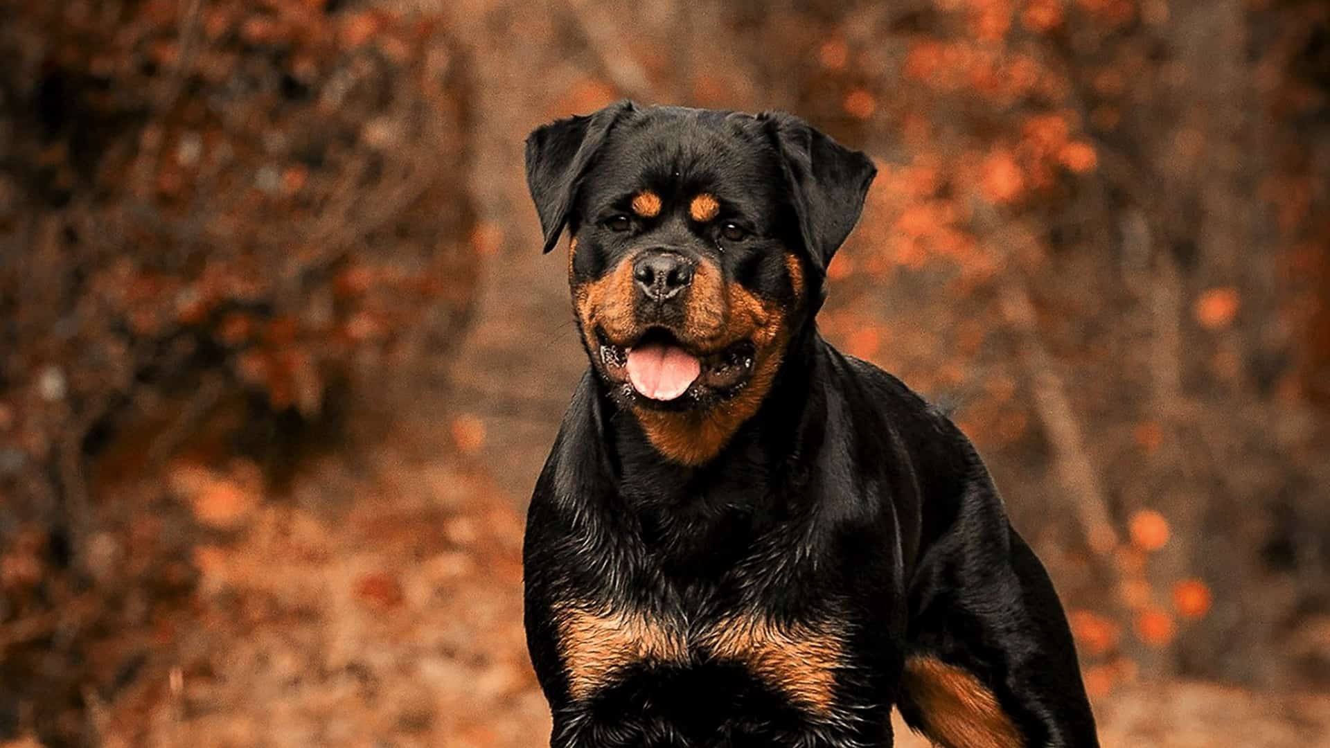 The German Rottweiler and American Rottweiler Explored - Rottweiler Life