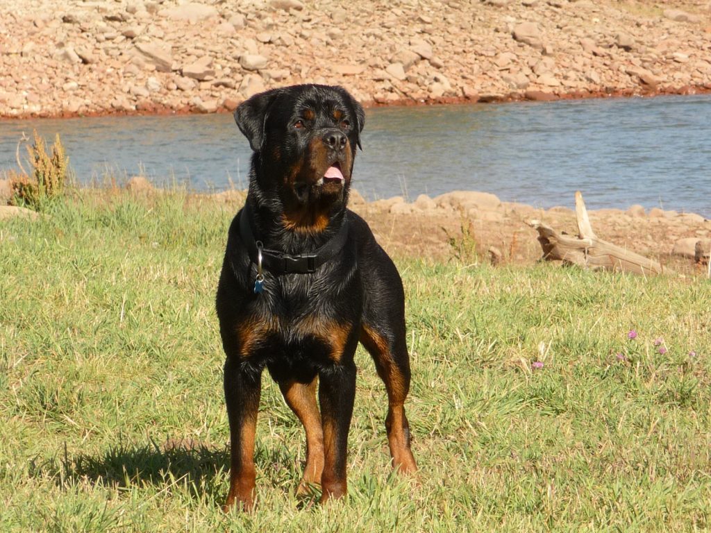Roman Rottweiler: Breed Guide - Rottweiler Life